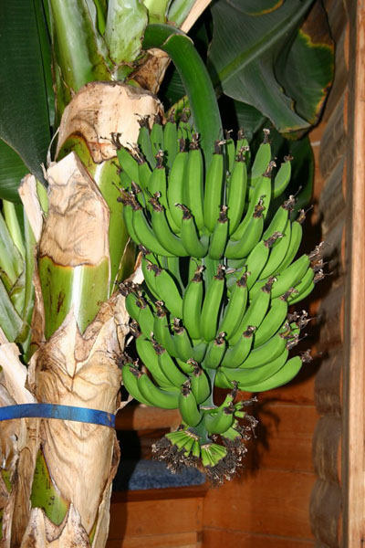 Tom Elliot's Alternative Energy Information Center